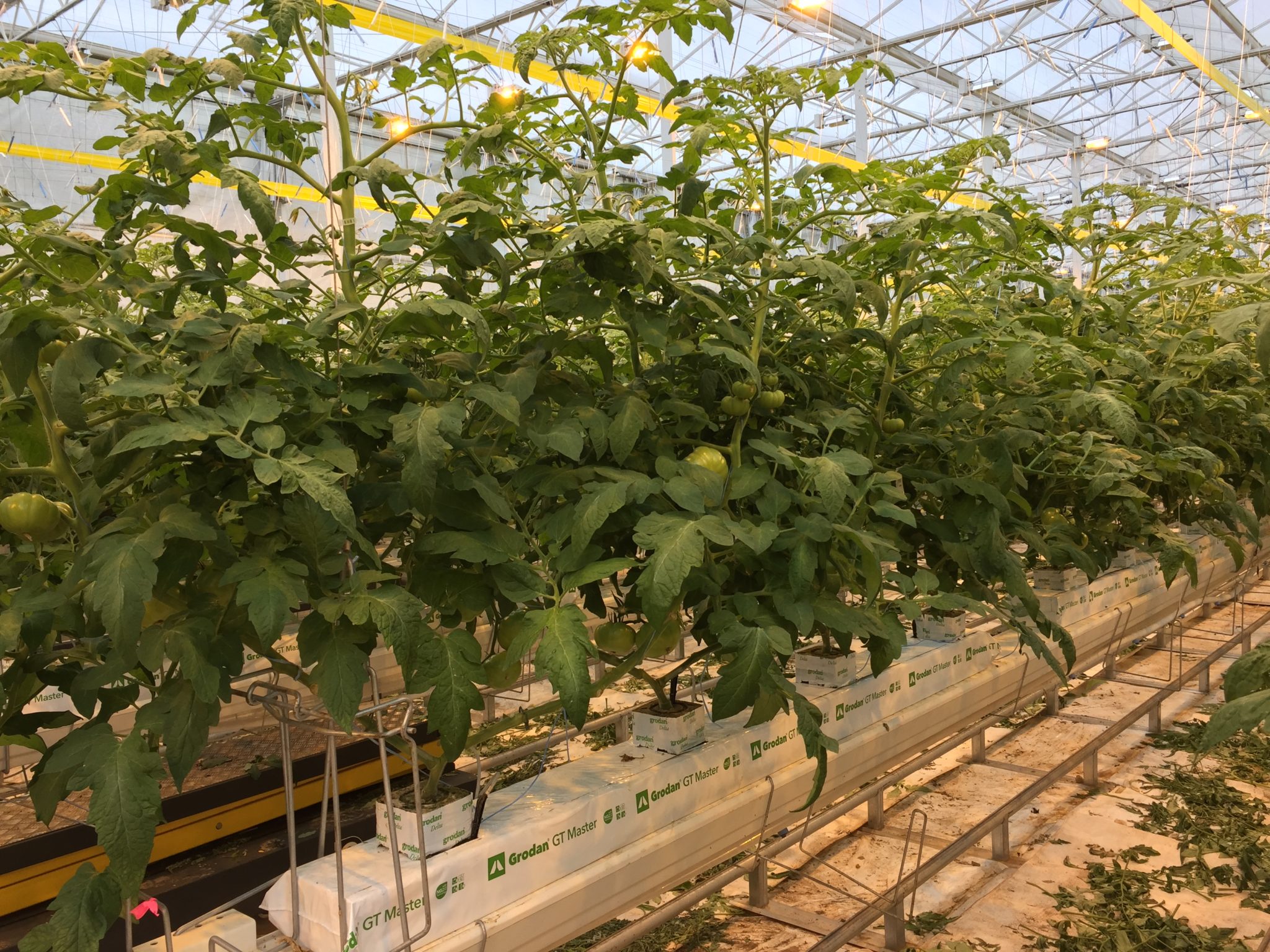 What do you want to know about plant lighting in controlled environment ...