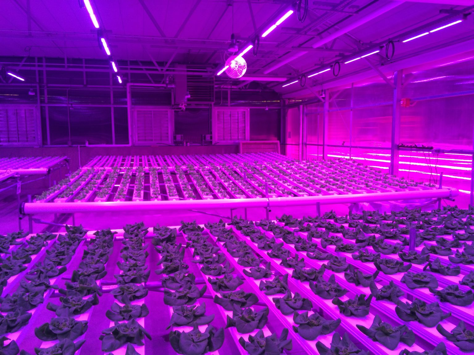What do you want to know about plant lighting in controlled environment ...